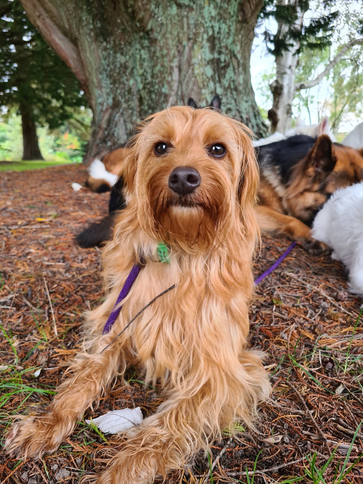 Our Services | Real Dogs