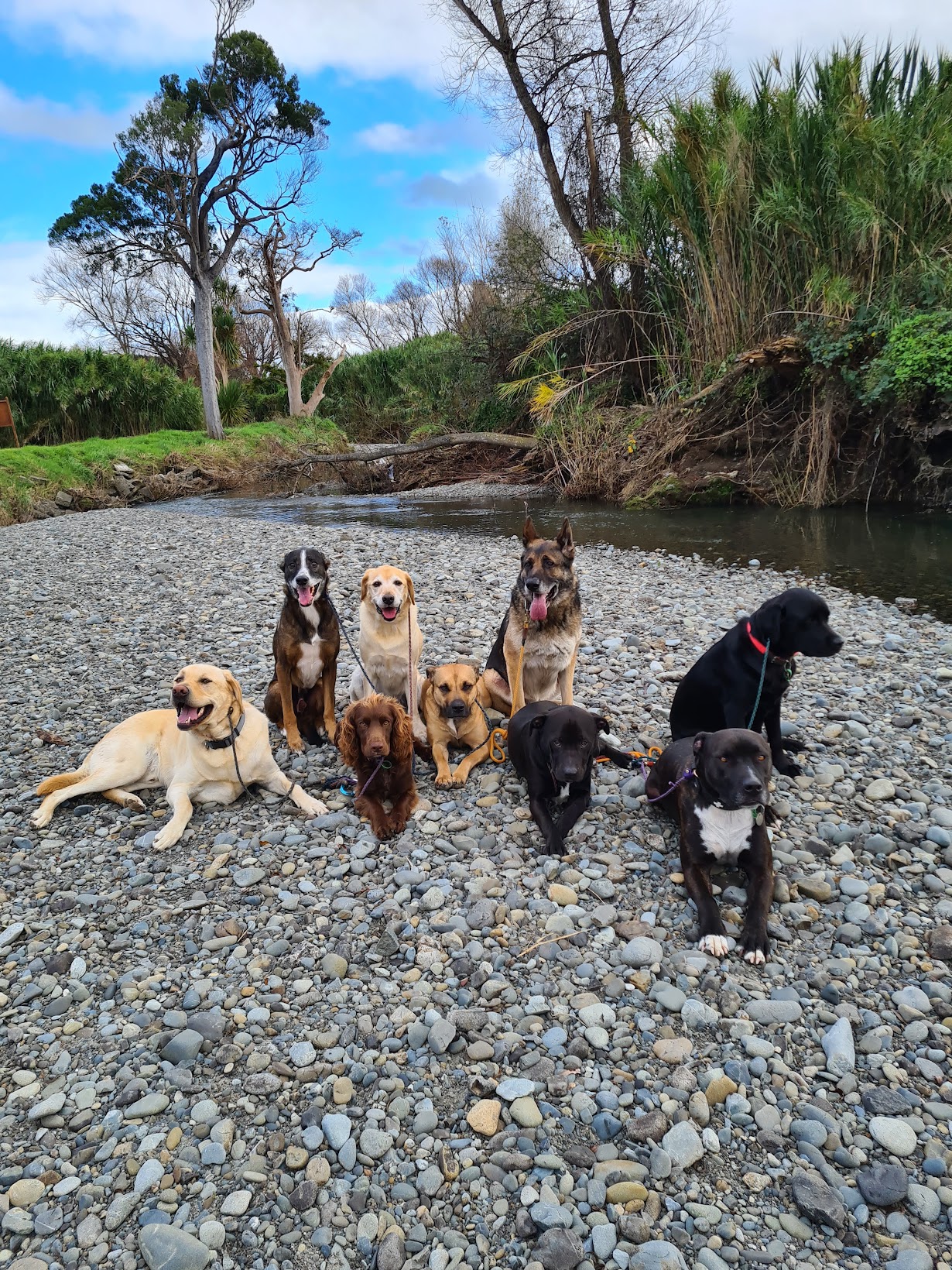 Real Dogs | Dog Walker and Trainer